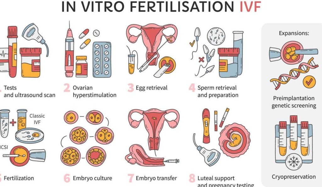Descubre aquí el precio del tratamiento de fertilización in vitro: todo lo que necesitas saber.